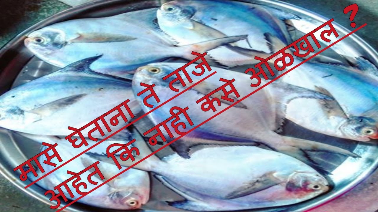How to identify Fresh fish in market मासे घेताना ते ताजे आहेत कि नाही ...