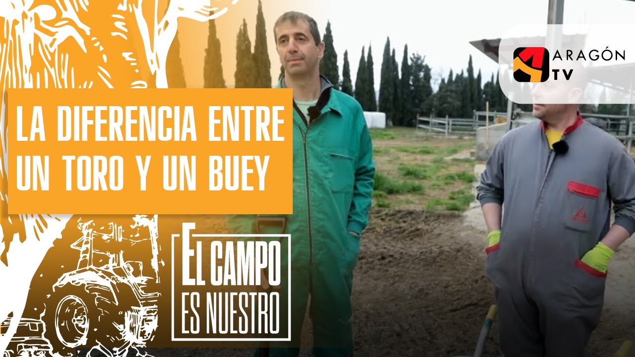 La diferencia entre un toro y un buey | JUAN ANTONIO PRADEL Y LUIS ...
