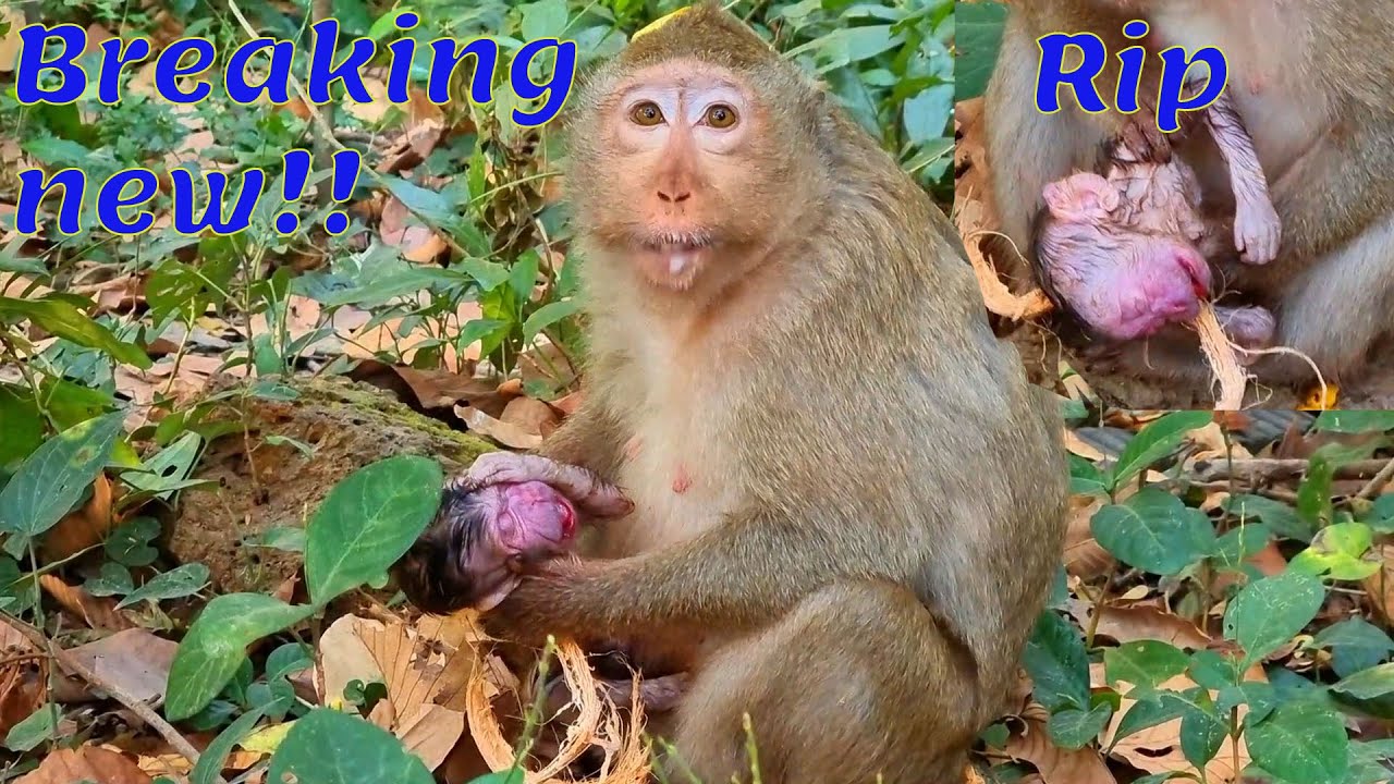 Breaking New!! RIP Monkey Astra gave birth successful, But Newborn Pass A Way - YouTube