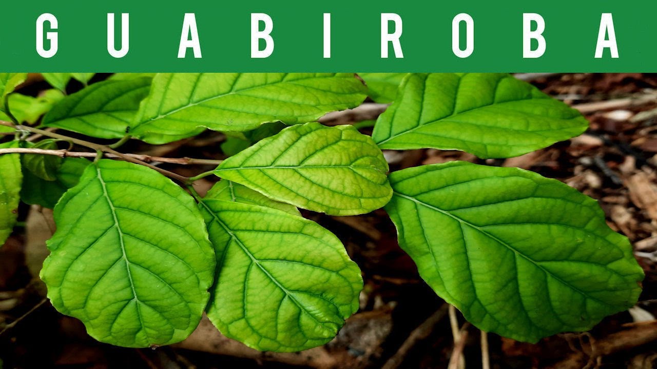 🔴GUABIROBA, GUABIRÁ, GUAVIRA-FRUTALES (GABIROBA) (CAMPOMANESIA ...