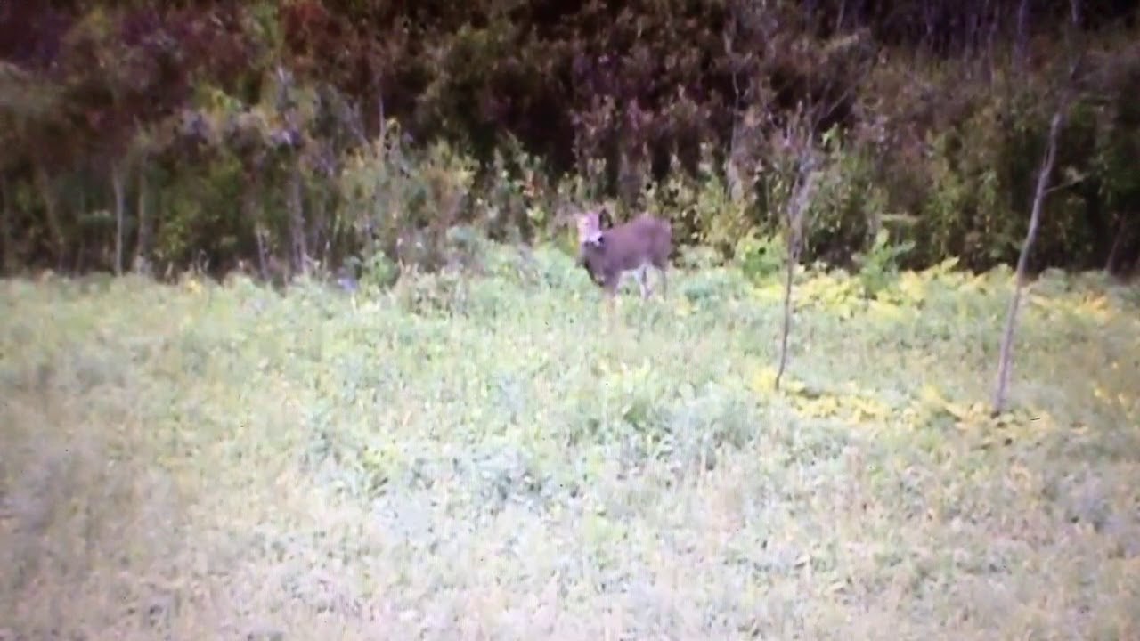 First ever deer with a bow (spine shot) - YouTube