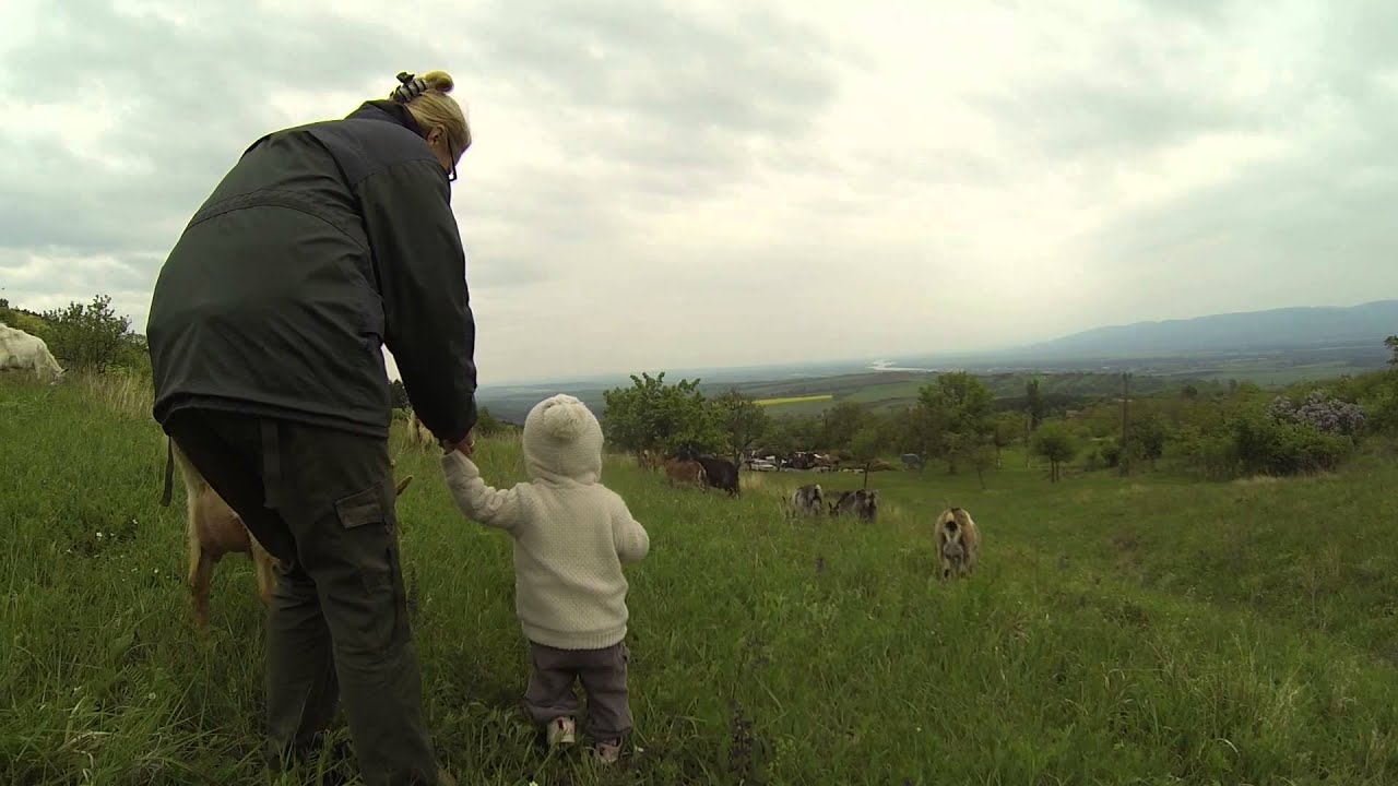 Kecske, Bóca és a seggek... - YouTube