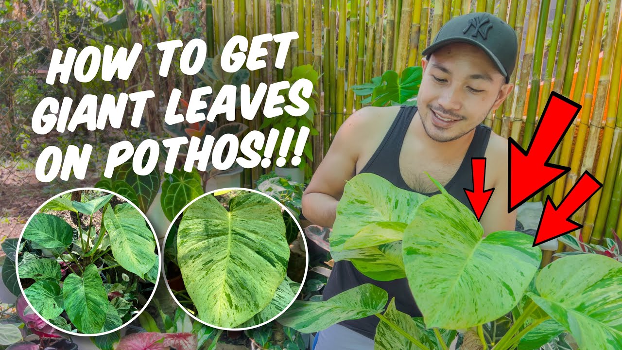 MARBLE QUEEN! A COMPLETE CARE GUIDE! - YouTube