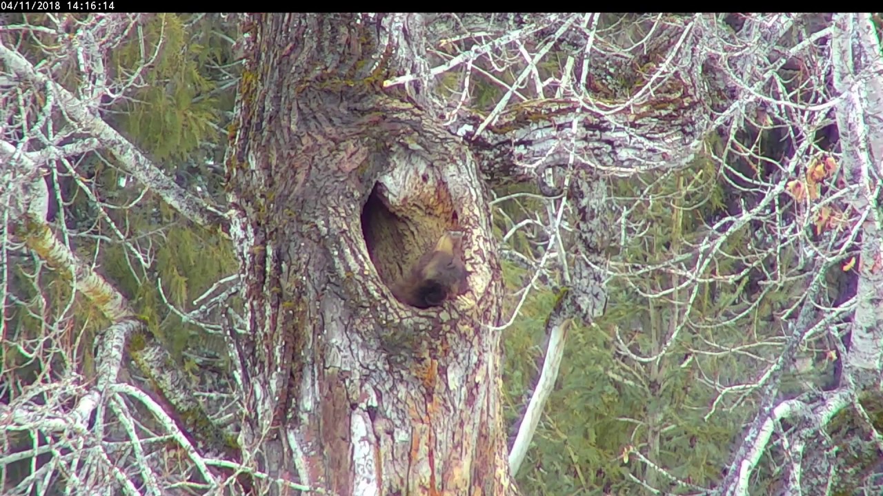GlacierNPS Live Stream - Bear Cam 4/11/18 part 2 - YouTube