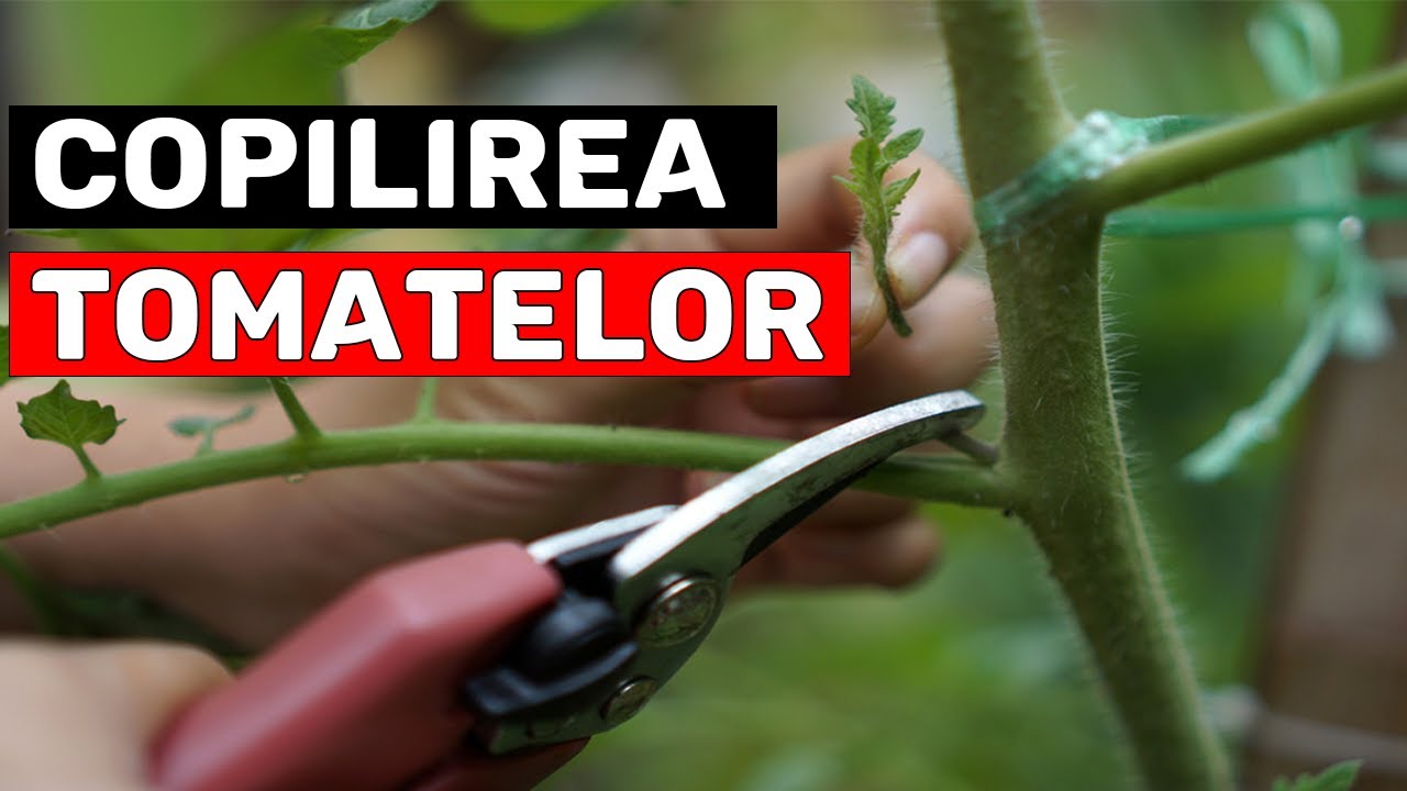 COPILIREA ROSIILOR/TOMATELOR | ELIMINA 99% DIN BOLI + CRESTE PRODUCȚIA ...