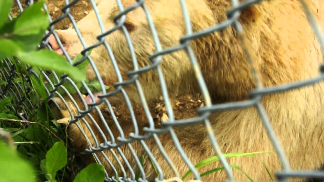 Friendly bear Salt licks our hands - YouTube