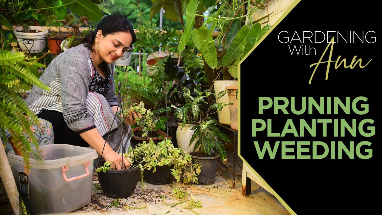 Gardening with Ann - Pruning | Planting | Weeding | Maintaining and ...
