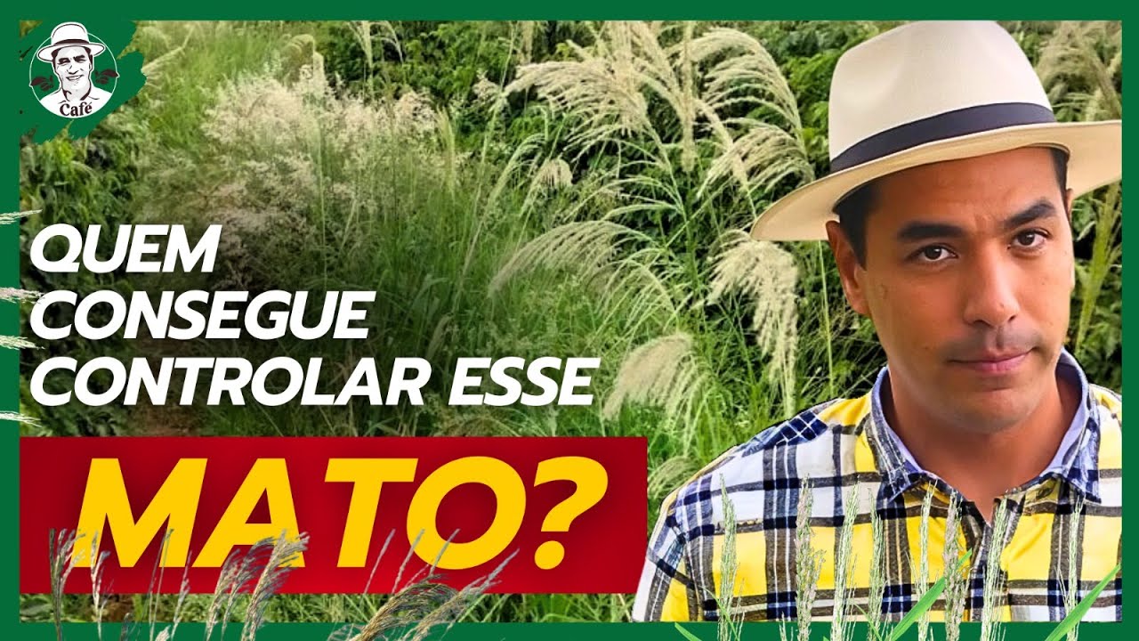 As técnicas para controlar o capim amargoso. - YouTube