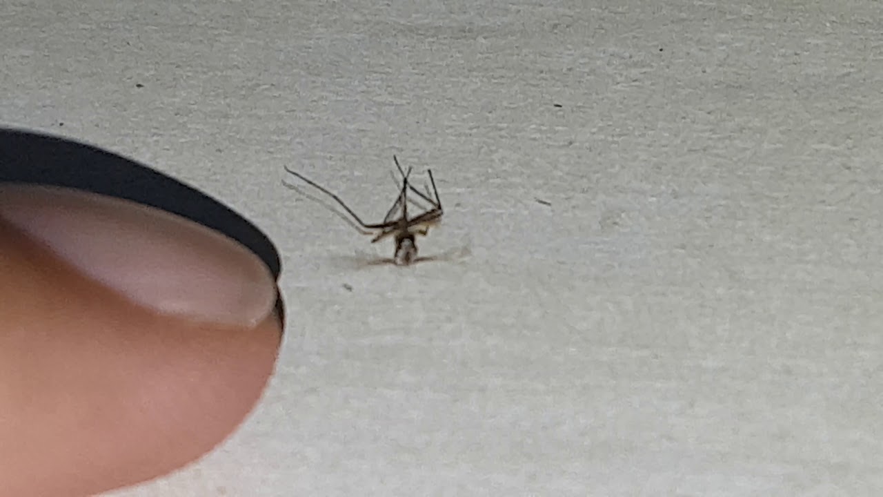 Zombie Mosquito - YouTube