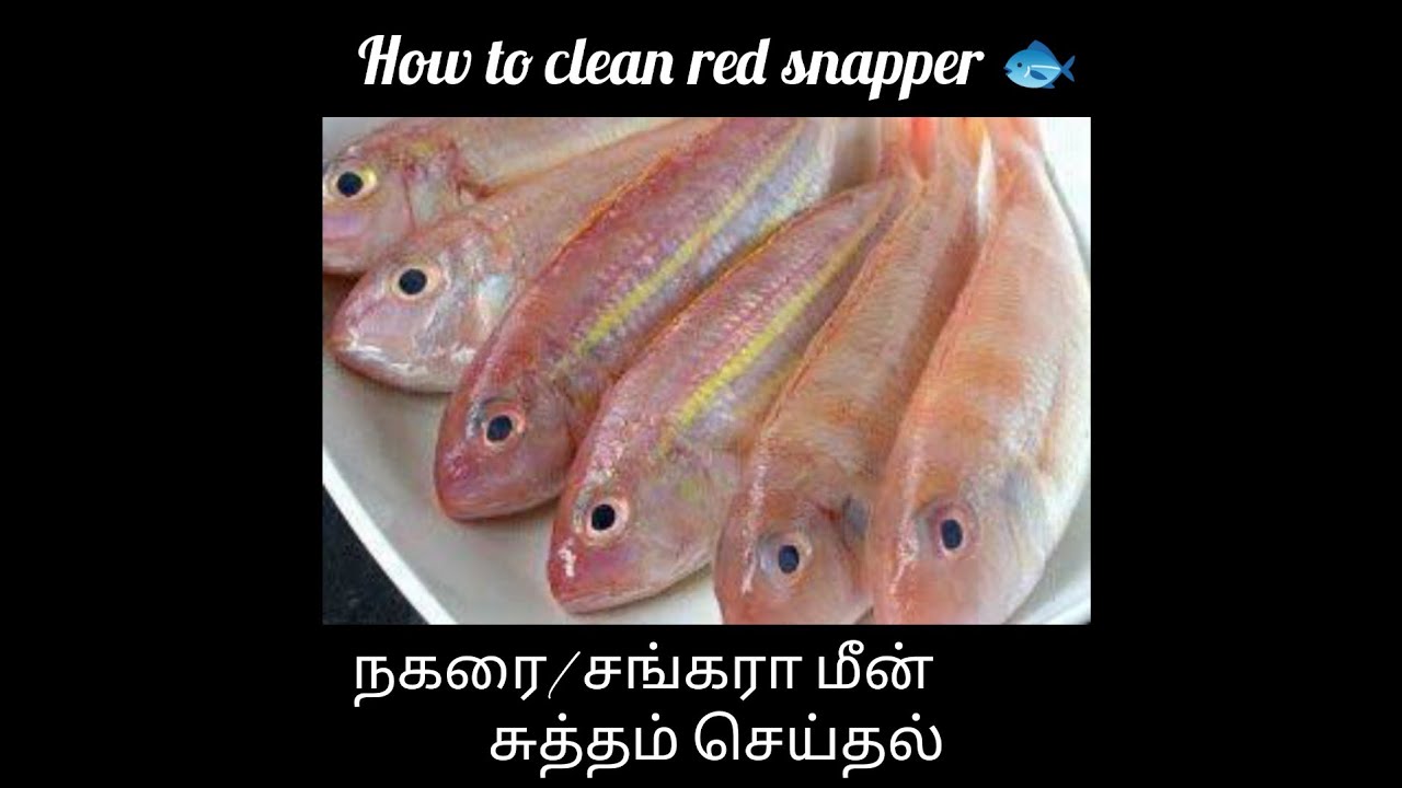 How to clean red snapper fish🐠🐠🐠🐠🐠. நகரை/ சங்கரா மீன் சுத்தம் செய்தல் ...