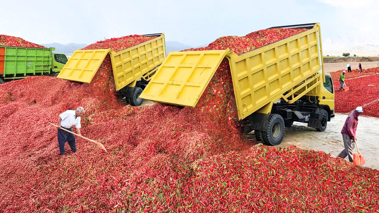 Inside Massive Farm Harvesting Tons of Red Peppers Everyday - YouTube
