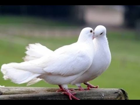 CUTE WHITE DOVES (H D) - YouTube