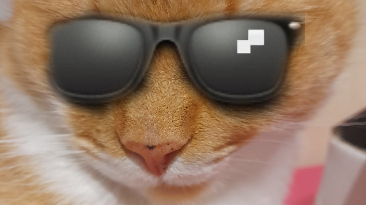 Duet cats part3 - YouTube