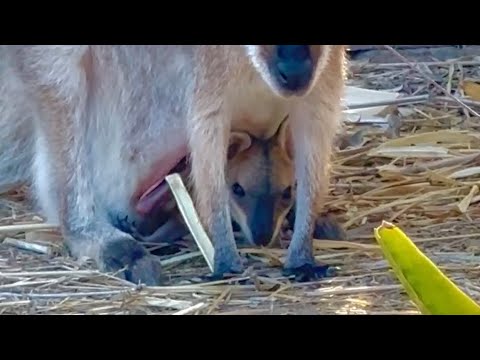 Cute Sleepy Wallabies #australianwildlife #cute #wallabies #kangaroos # ...