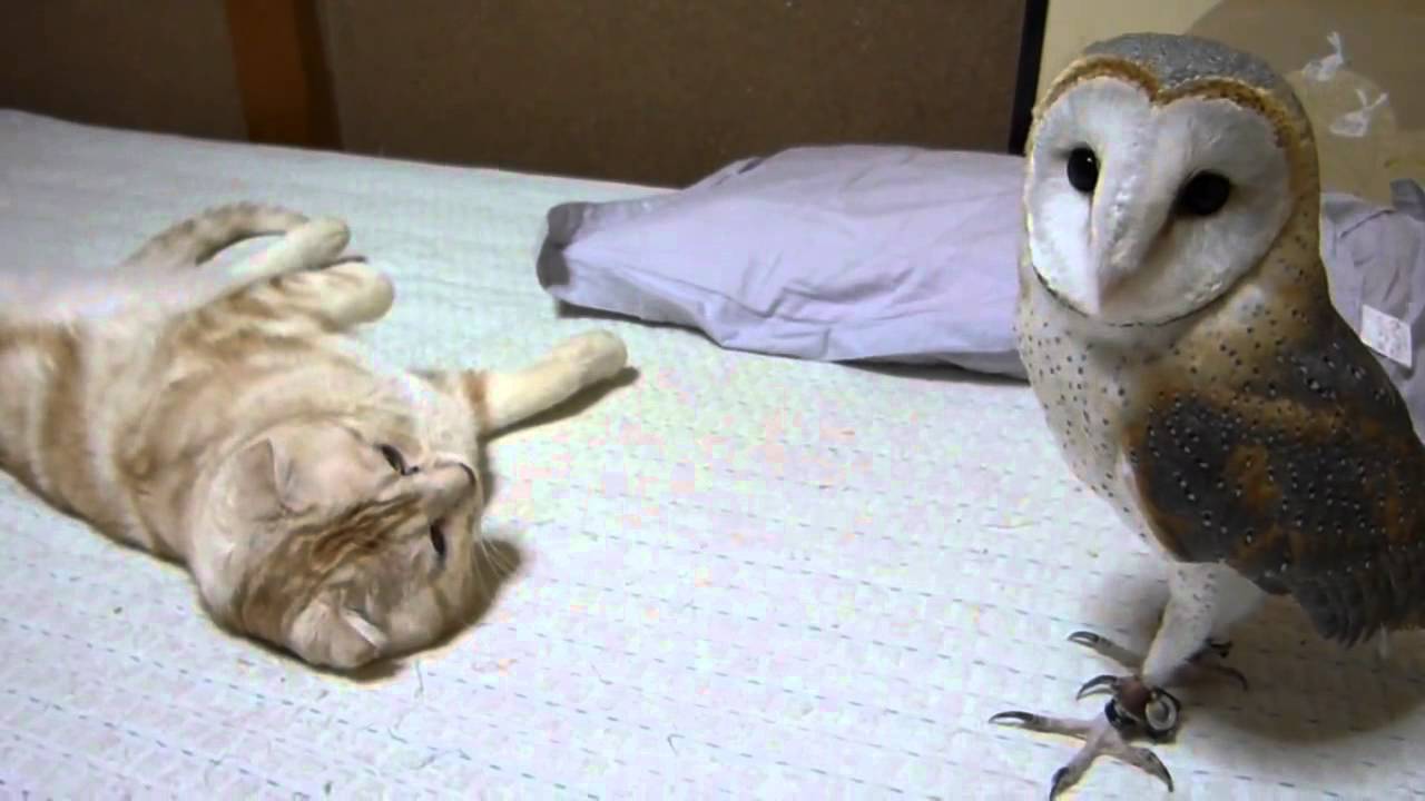 My barn owl and cat - YouTube