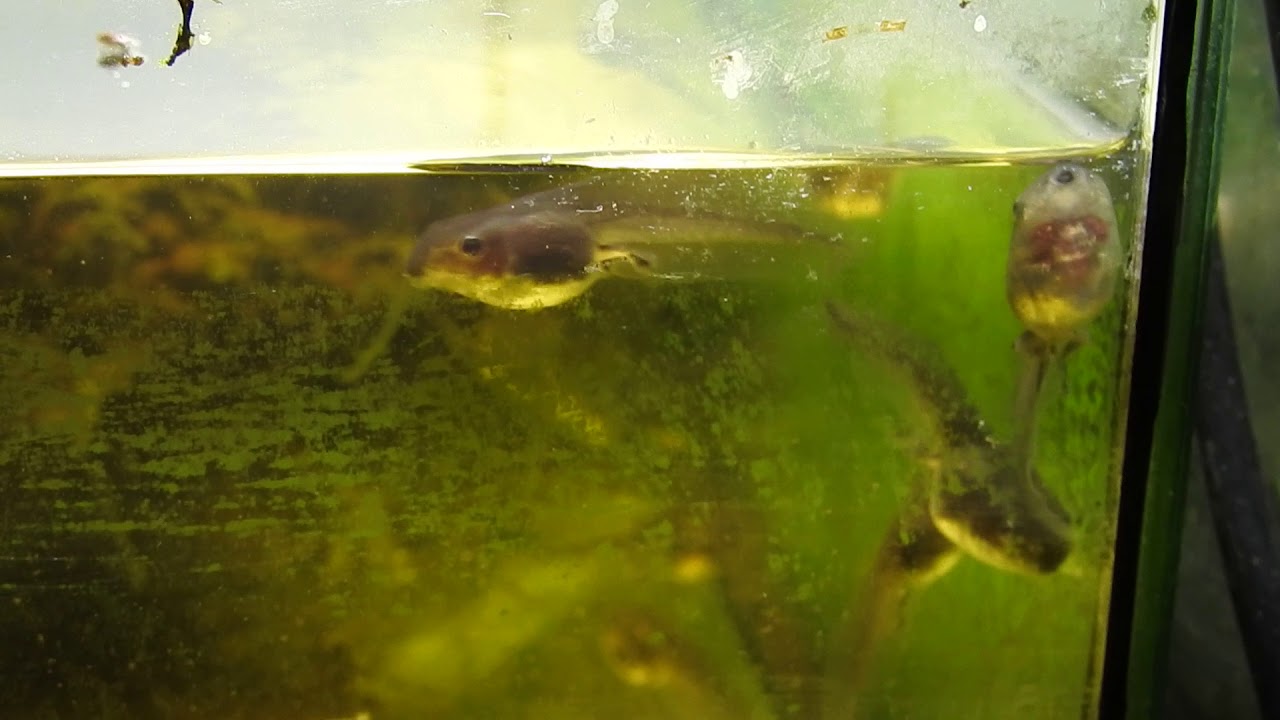 Shovel Nosed or Duck Billed Frog Larvae LRG - YouTube