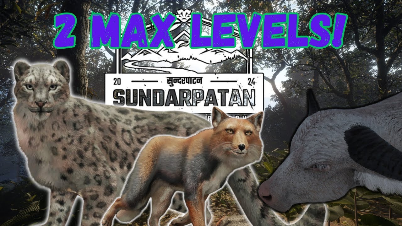 Diamond Snow Leopard Right Next to Huge Tibetan Fox + Albino Water ...