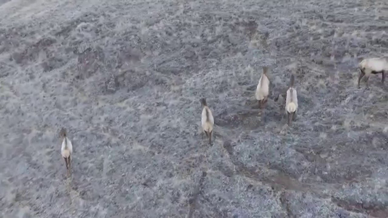 Imnaha Bull Elk - YouTube