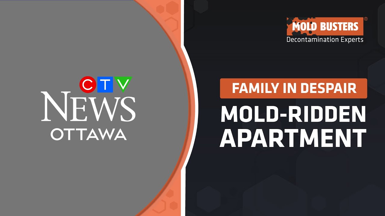 Family Issues Desperate Online Plea About Mold-ridden Apartment - Mold ...