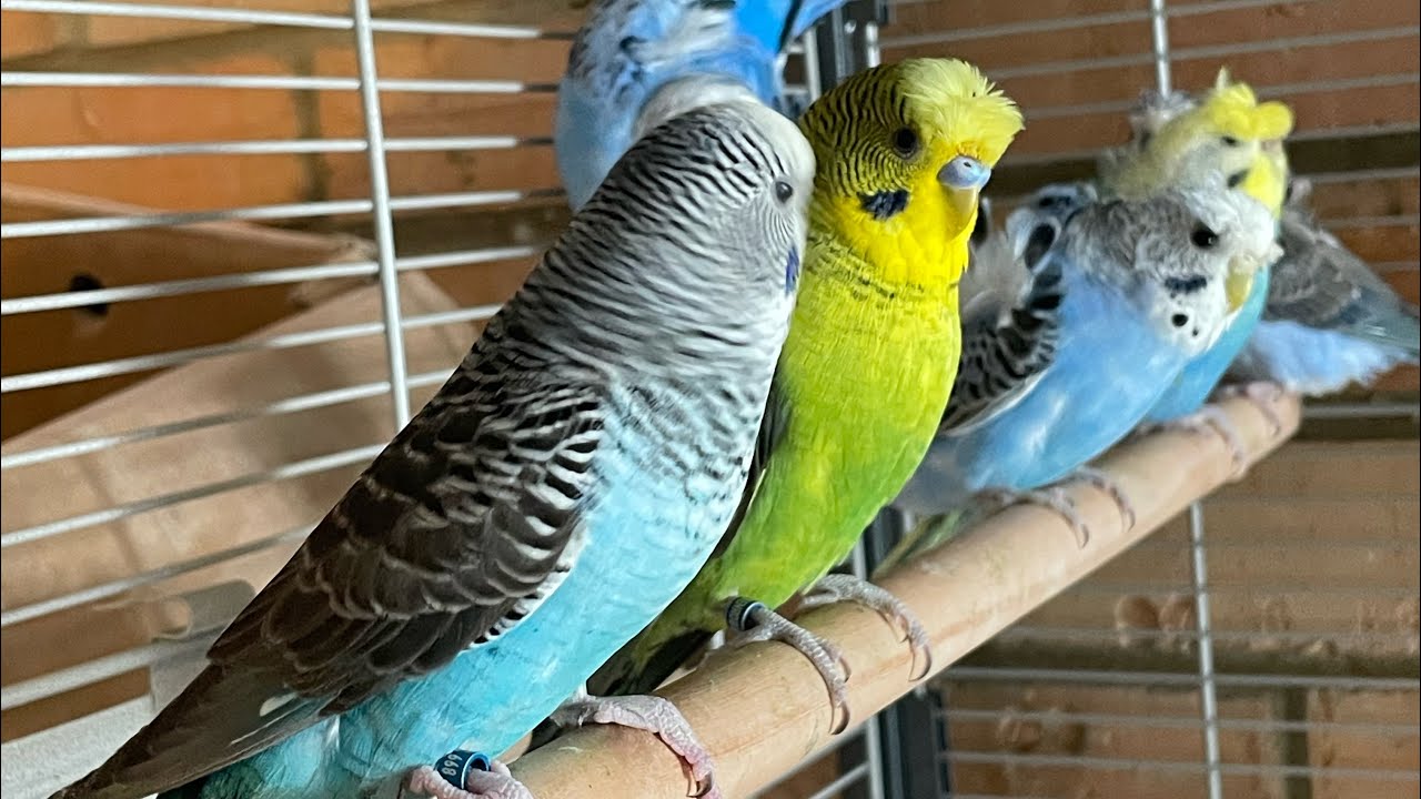 Beautiful Rare Mutation Budgies | Aviary time | Love the color ...
