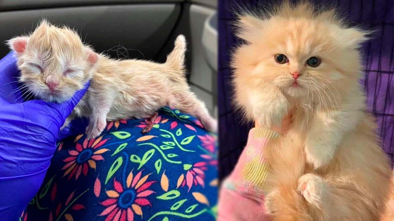 Incredible transformation of a kitten born of a purebred cat in the ...