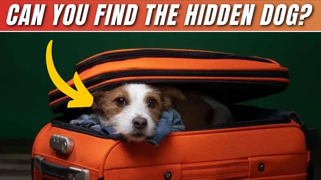 Find the hidden dog | Can you find the hidden animals? - YouTube