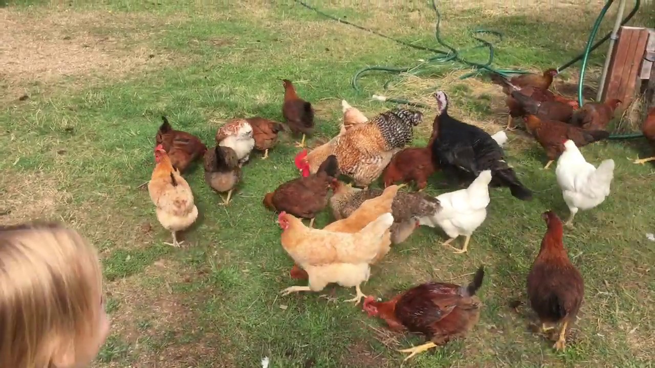 Excited Chickens - YouTube