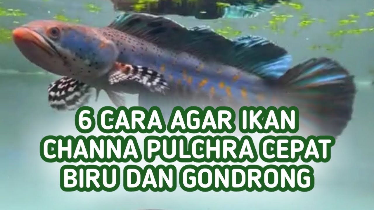 6 Cara Agar Channa Pulchra Cepat Biru dan Gondrong - YouTube