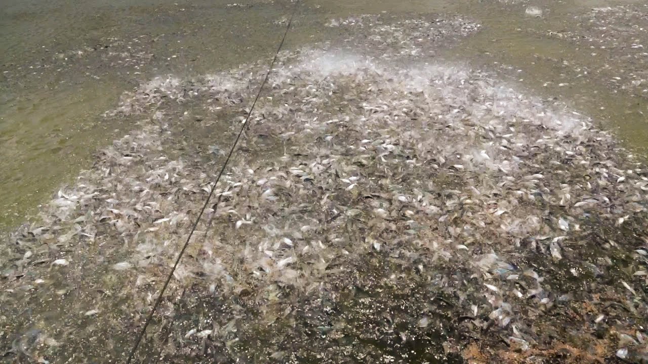 The trouth of pangasius fish farm - YouTube