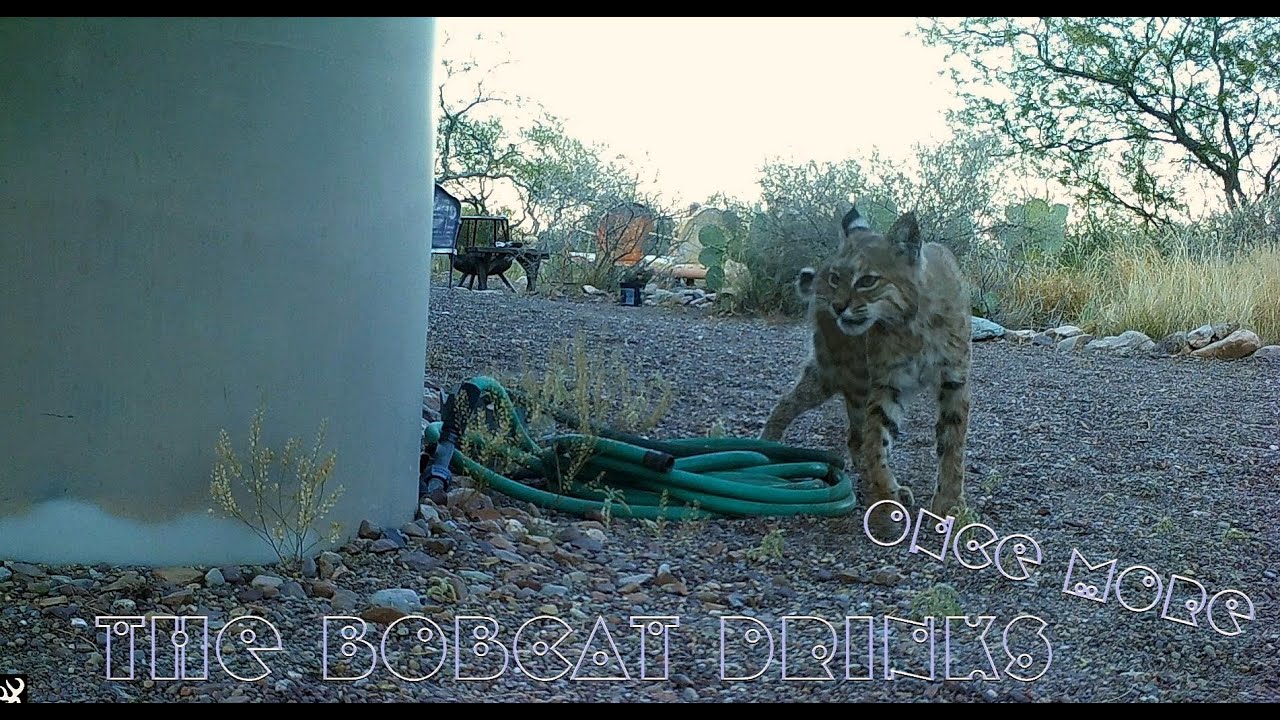 The Bobcat Drinks once more - YouTube