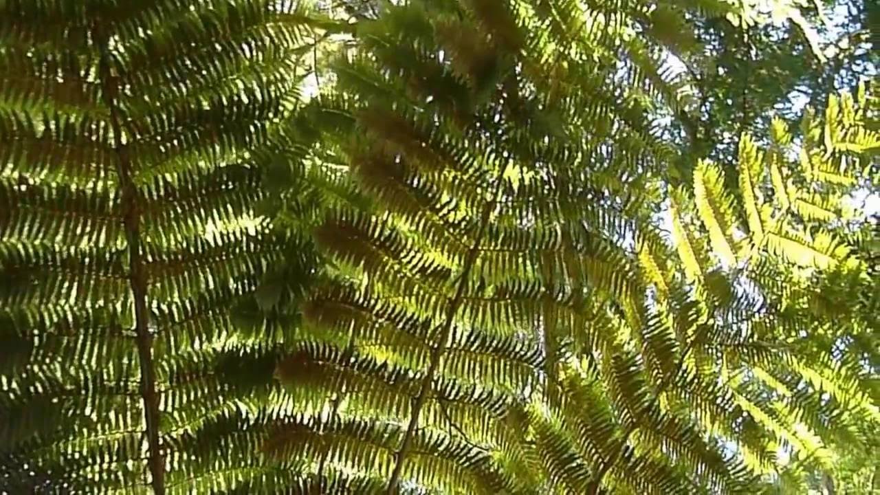 Millbrook Reserve, Christchurch, New Zealand - extended - YouTube