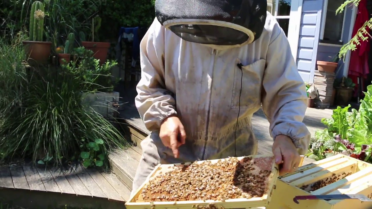 A day with an Australian Beekeeper - YouTube