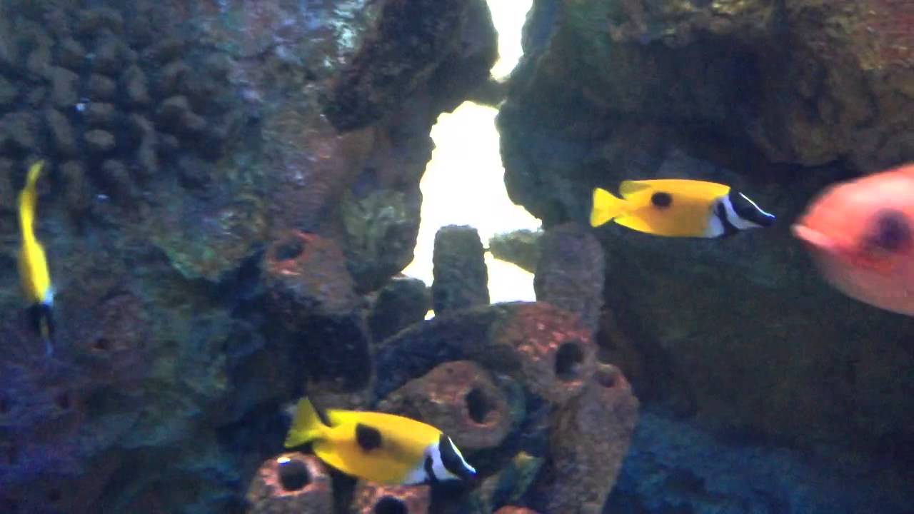 Salt Water Tank in Cerritos Library - YouTube