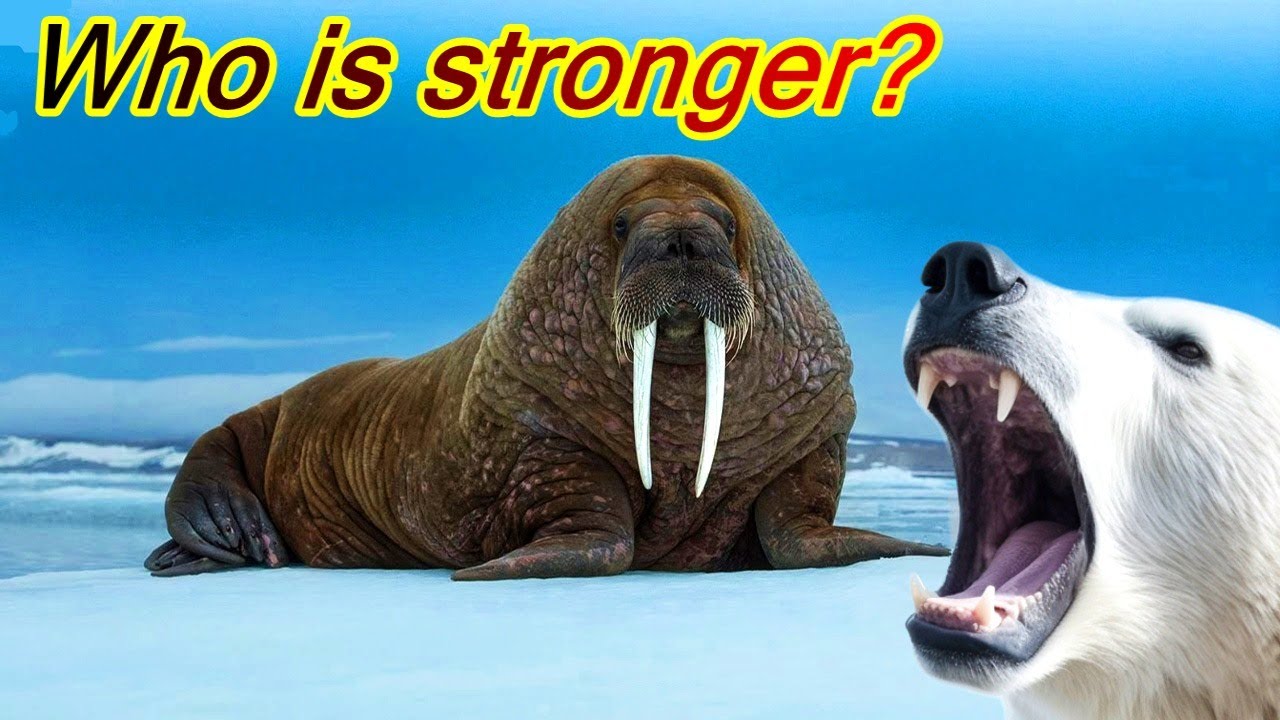 Polar bear vs walrus | Who is stronger - YouTube