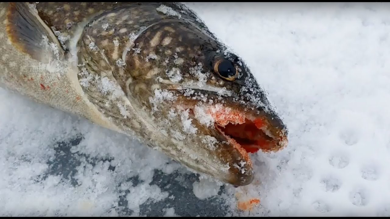 ICE fishing Lake Simcoe Cooks bay - YouTube