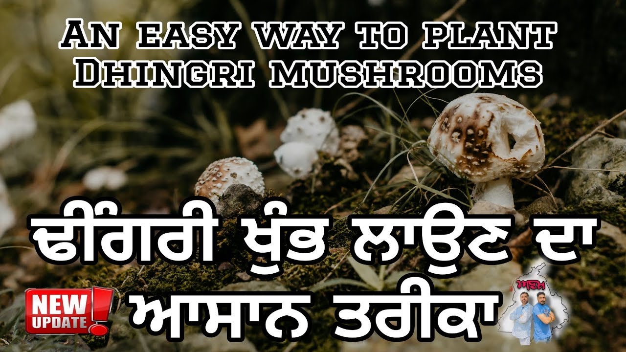 An easy way to plant Dhingri mushrooms ਢੀੰਗਰੀ ਖੁੰਭ ਲਾਉਣ ਦਾ ਆਸਾਨ ਤਰੀਕਾ ...