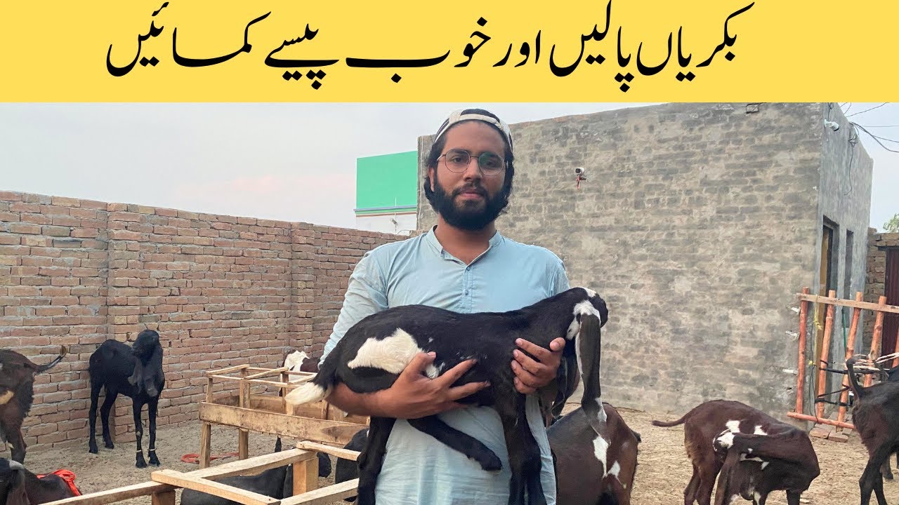 How to start Goat Farming in Pakistan || Modern Goat Farming in ...