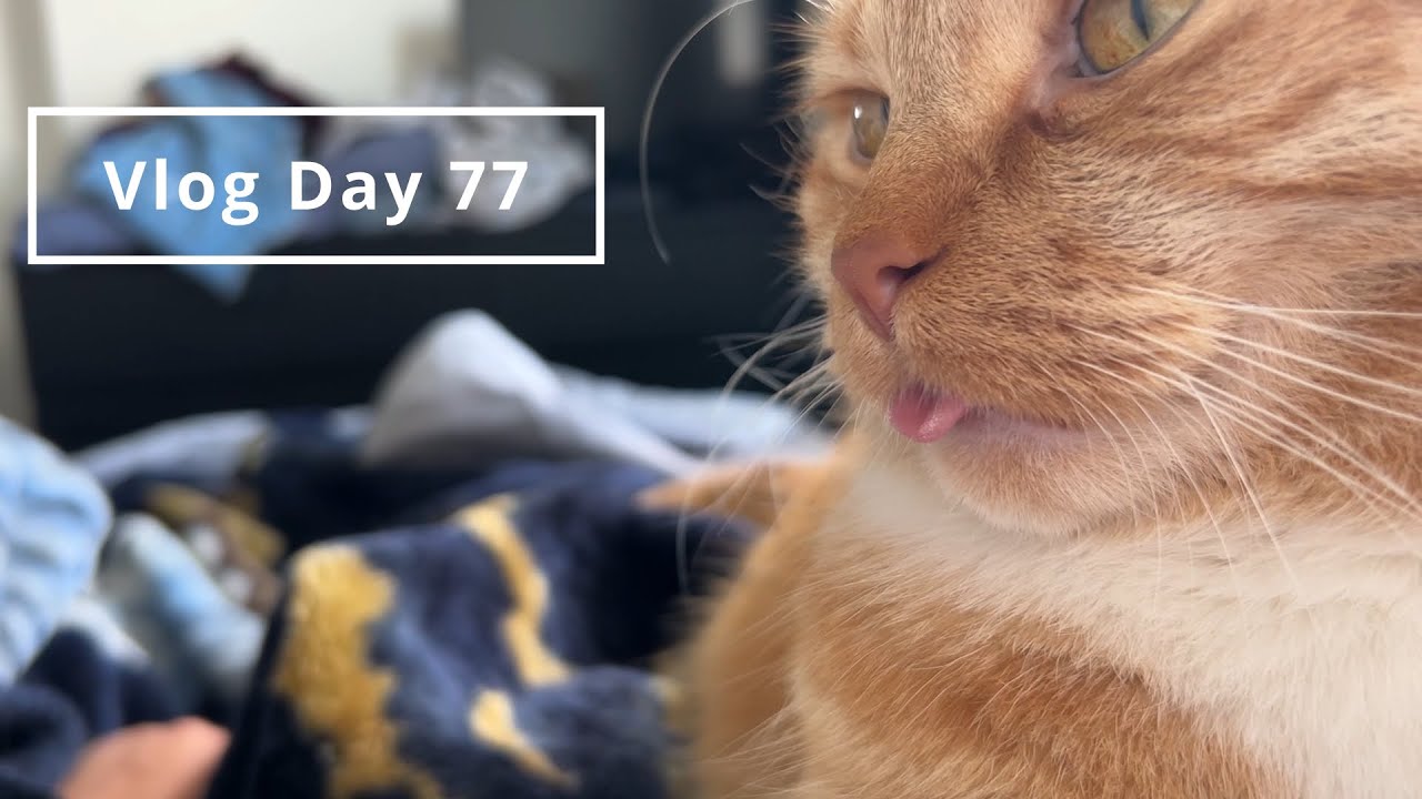 Vlog Day 77 ♡ | Vet Visits with Bear! Very sleepy vlog ♡ - YouTube