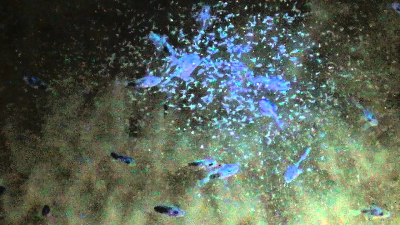 10 Day Old Baby Clowns Feeding On Live Baby Brine Shrimp.MTS - YouTube