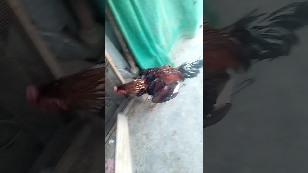 Aseel rooster Fight with desi aseel rooster Pakistani fighter aseel short video - YouTube