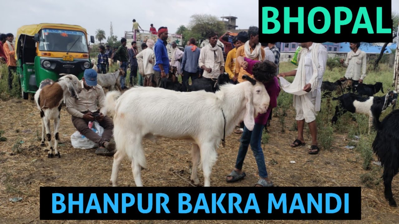 BHANPUR BAKRA MANDI BHOPAL. BHOPAL GOAT MARKET - YouTube