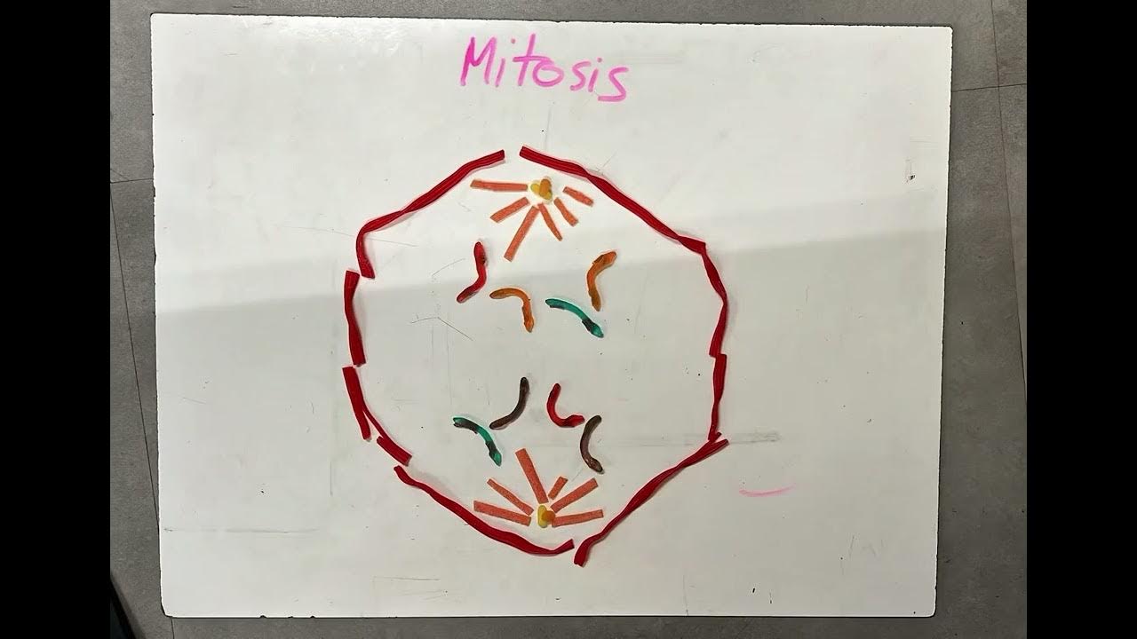 Mitosis Stop Motion - YouTube