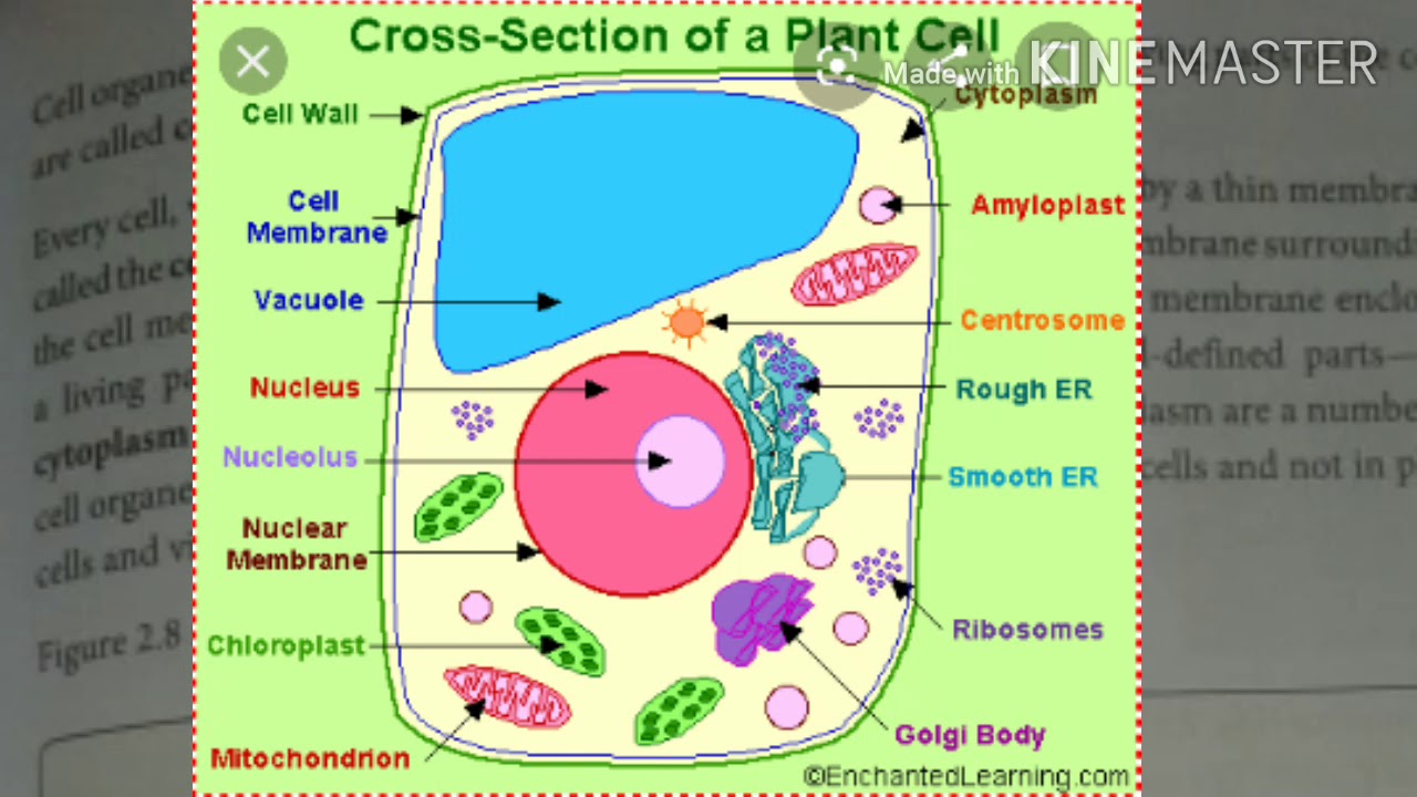 ICSE CLASS 6 BIOLOGY CHAPTER 2 THE CELL YouTube icse-class-6-biology-chapter-2-the-cell-youtube