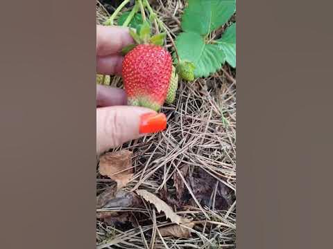 #азия #клубника #ягода #надаче - YouTube