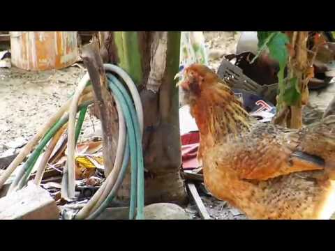Gallina de Huevos Verdes - YouTube