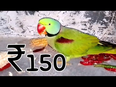 Delhi Parrot Market | Pahadi parrot | Jama Masjid Birds Market | Birds ...