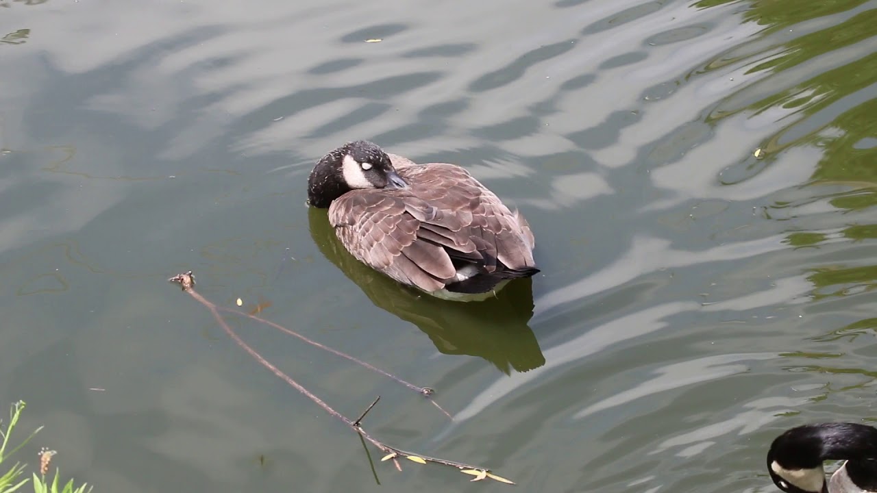 Goose Dozing Off on the Water (06-19-2018) - YouTube