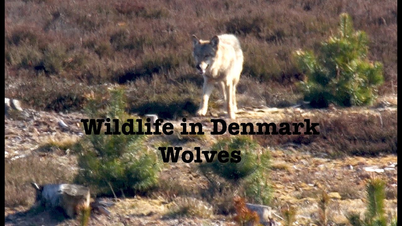 Wildlife in Denmark-Wolves (Relaxing video with some facts) - YouTube