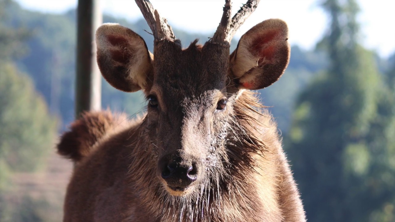 Dhauladhar Wildlife Sanctuary Gopalpur Zoo Himahcal Pradesh - YouTube