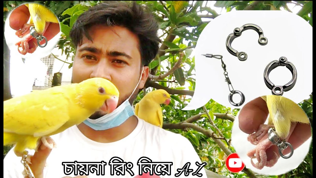 How to Put Chinese Leg Ring on Bird's Leg And Where to Find it - YouTube